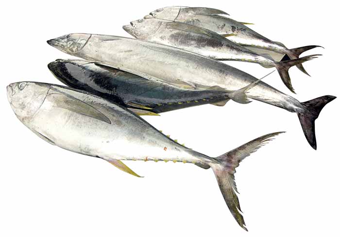 Tuna Tumbuh di Jaring Apung - Trubus