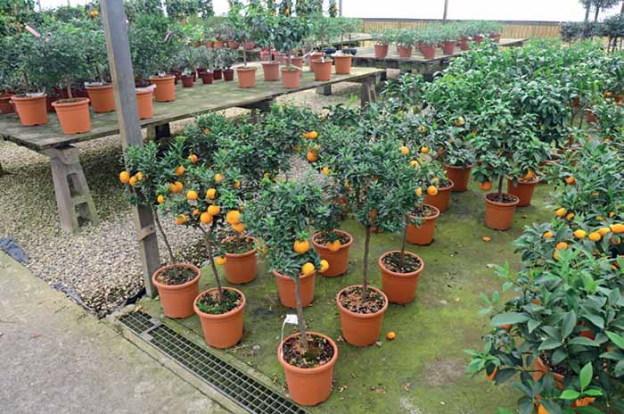 Tabulampot Lebatkan Jeruk ala Italia - Trubus