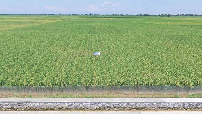 Lumbung Padi Dunia - Trubus