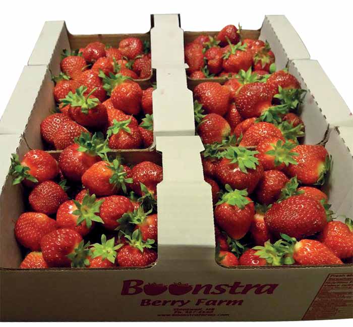 Ke Manitoba Petik Stroberi - Trubus