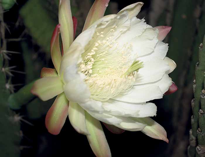 Elok Nian Sang Ratu Malam - Trubus