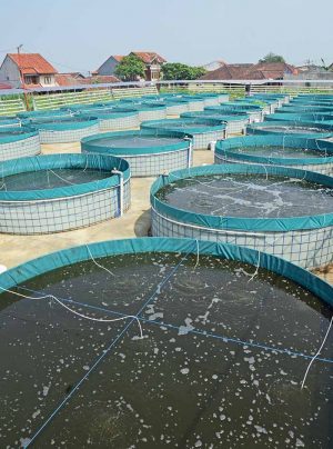 Langkah Pembuatan Bioflok, Mudah dan Murah - Trubus