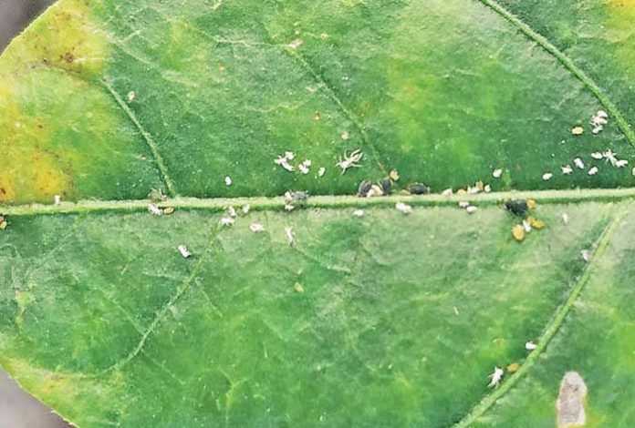 Kutu Putih Mati Kutu - Trubus