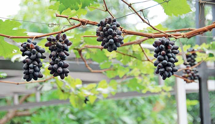 Panen Anggur Tropis di Latar Rumah - Trubus