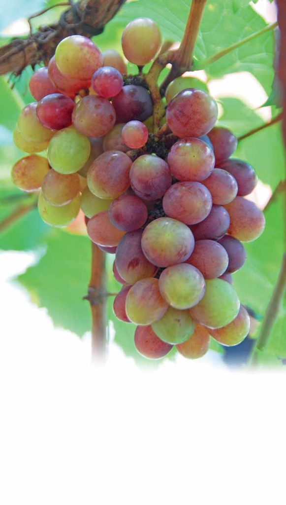 Lebat Buah Anggur Pendatang - Trubus