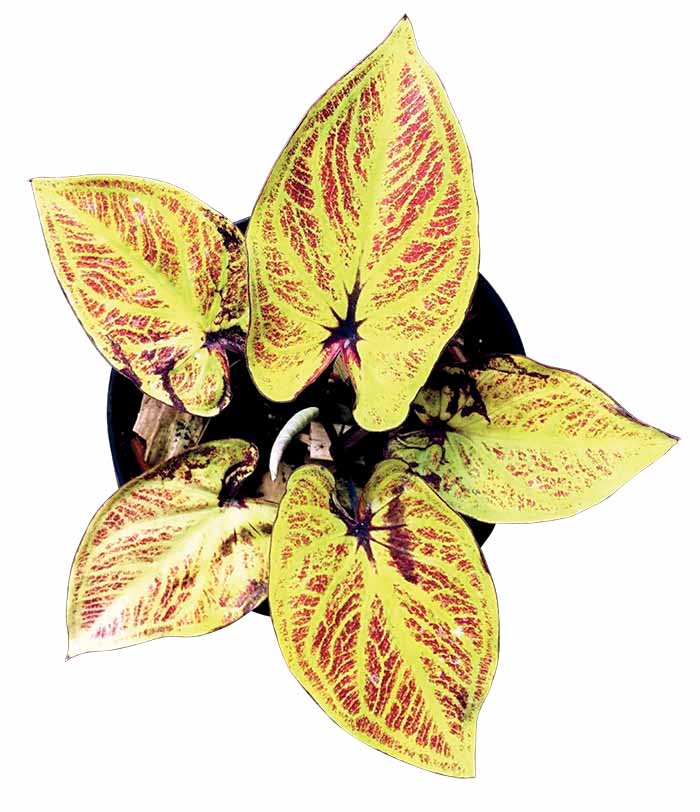 Caladium Naik Daun - Trubus