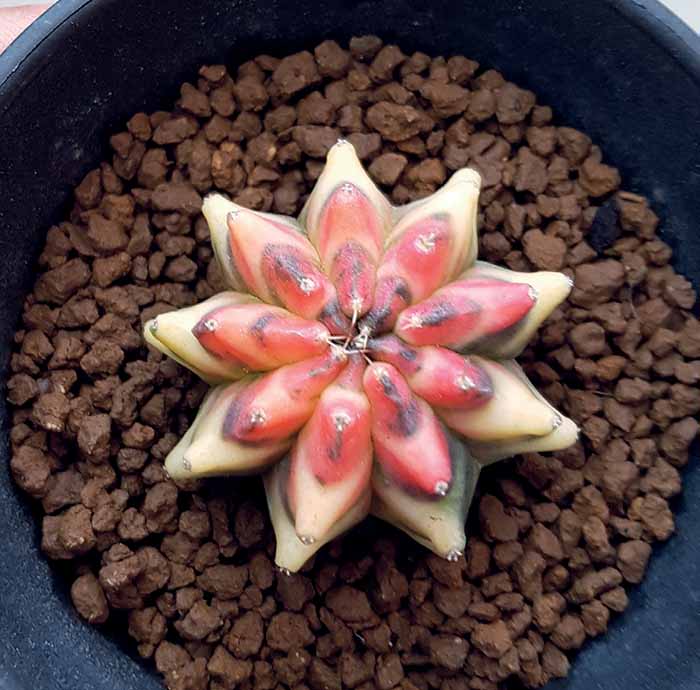 Pesona Warna-Warni Kaktus Gymnocalysium mihanovichii - Trubus