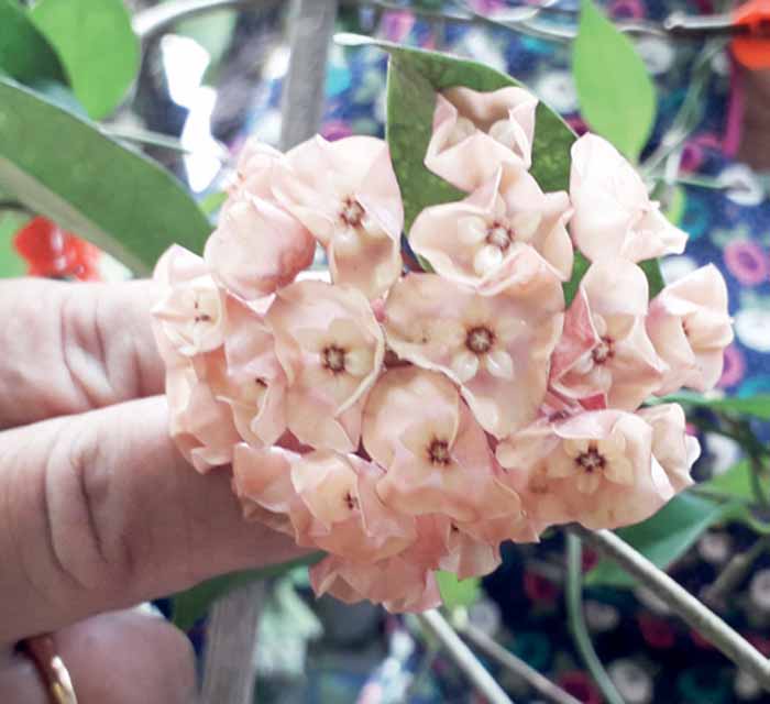 Elok Hoya Sepanjang Tahun - Trubus