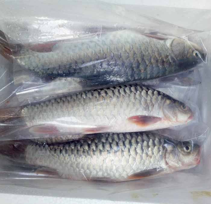 Menikmati Santapan Raja - Trubus