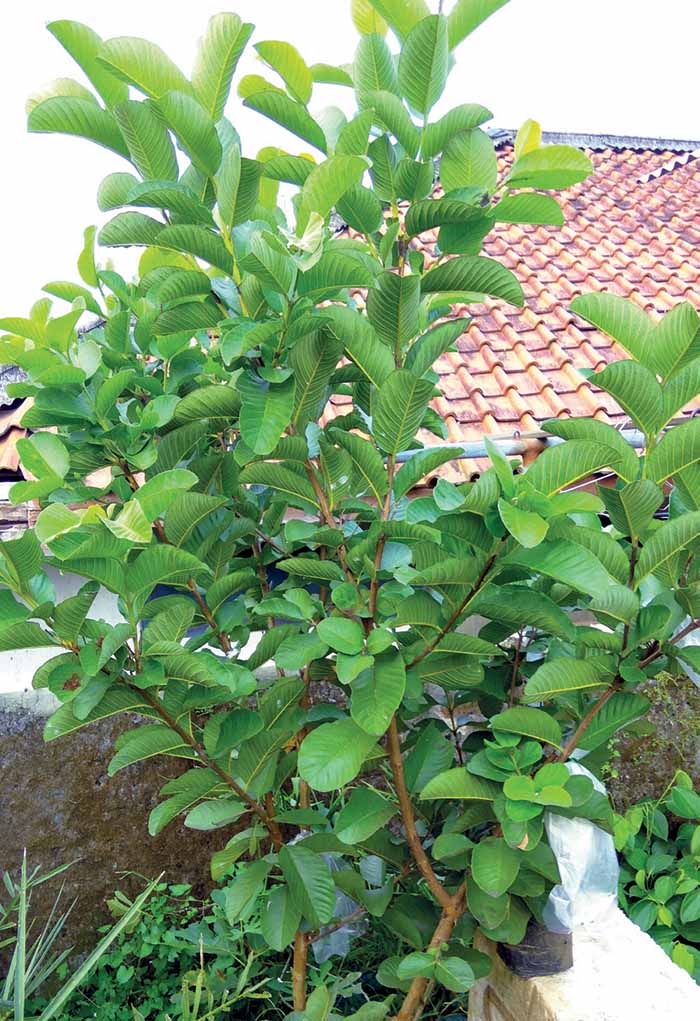 Jambu Andalan Baru - Trubus