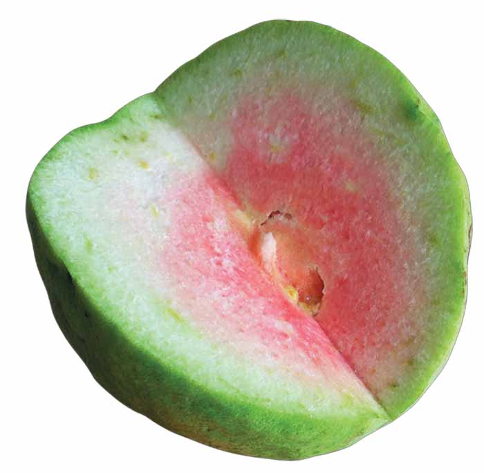 Jambu Andalan Baru - Trubus