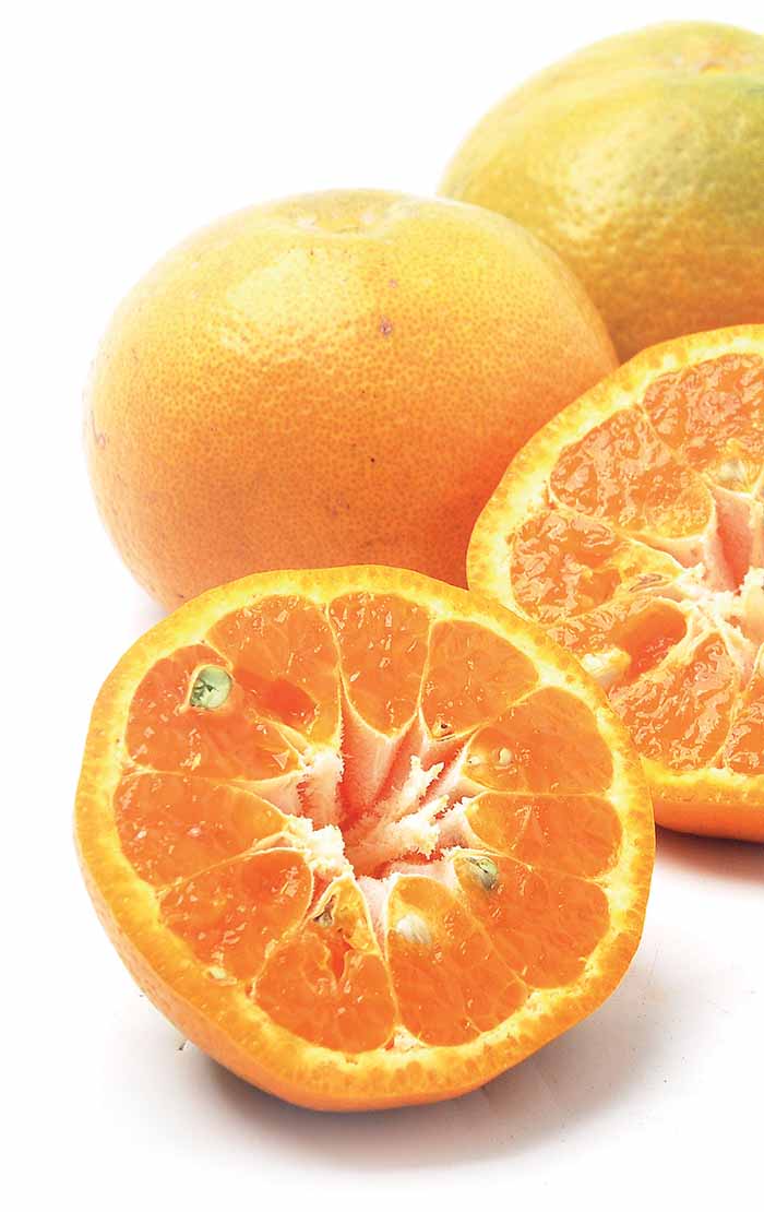 Potret Bisnis Jeruk Premium - Trubus