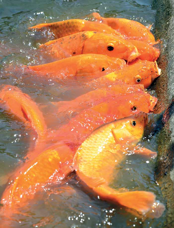 Besarkan Karper ala Tiongkok - Trubus