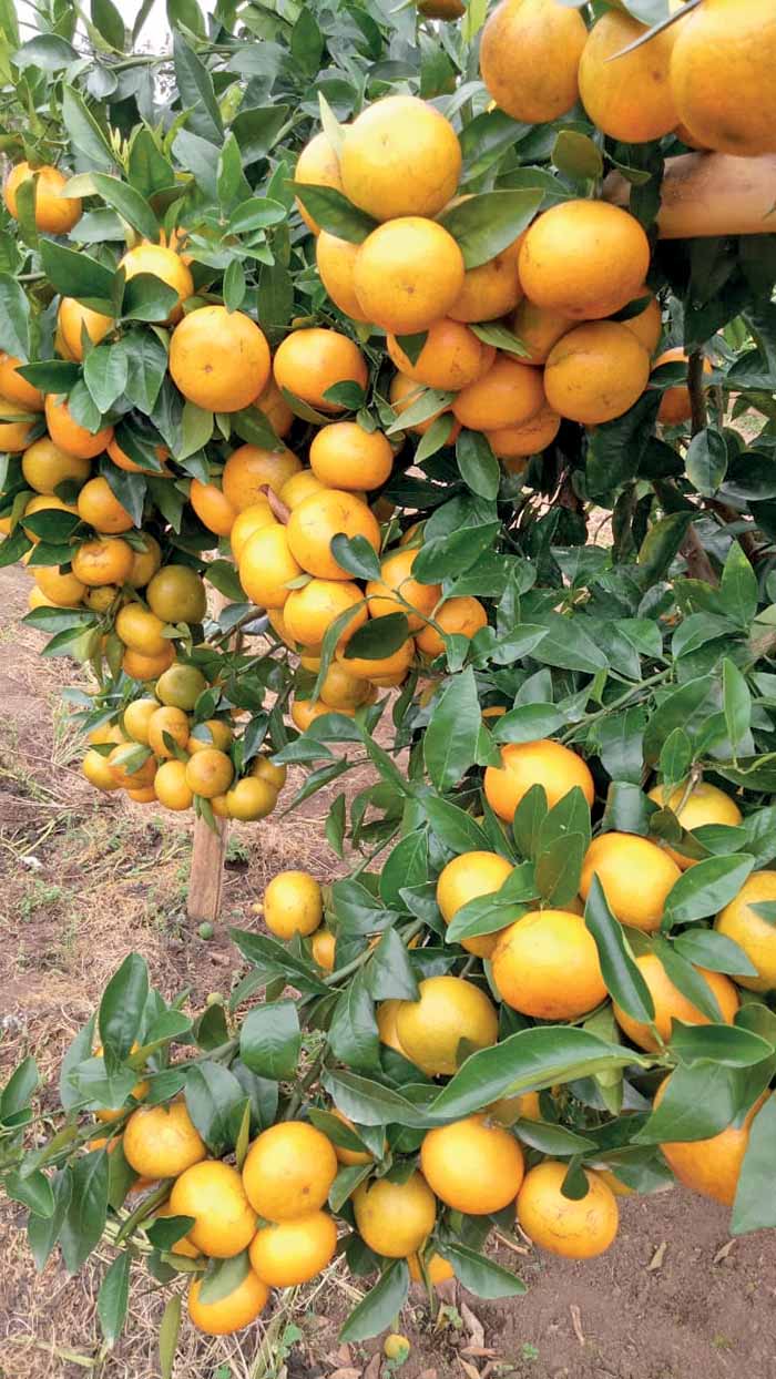 Pasar Madya : Bisnis Jeruk Harga Medium - Trubus