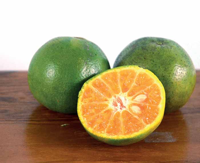 Peluang Bisnis Jeruk Lokal - Trubus