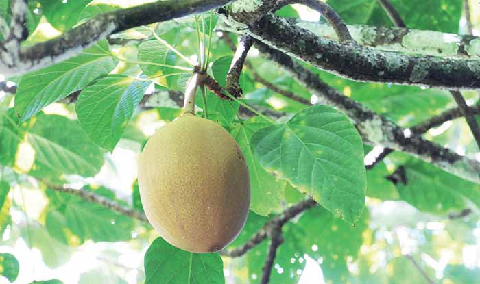 Kian Sayang Kepayang - Trubus