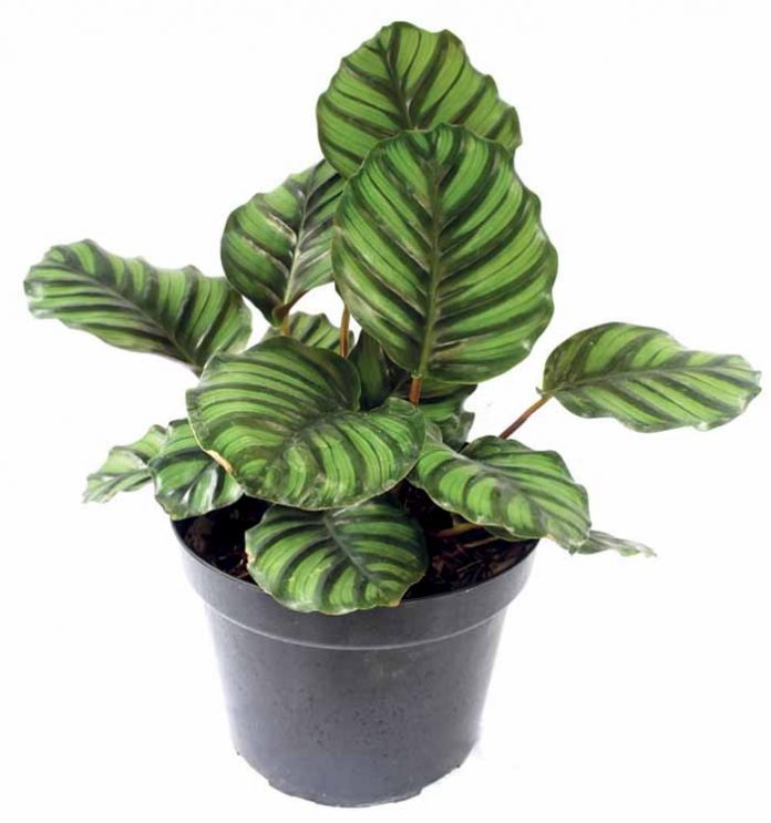 Kala Pehobi Pilih Kalatea - Trubus