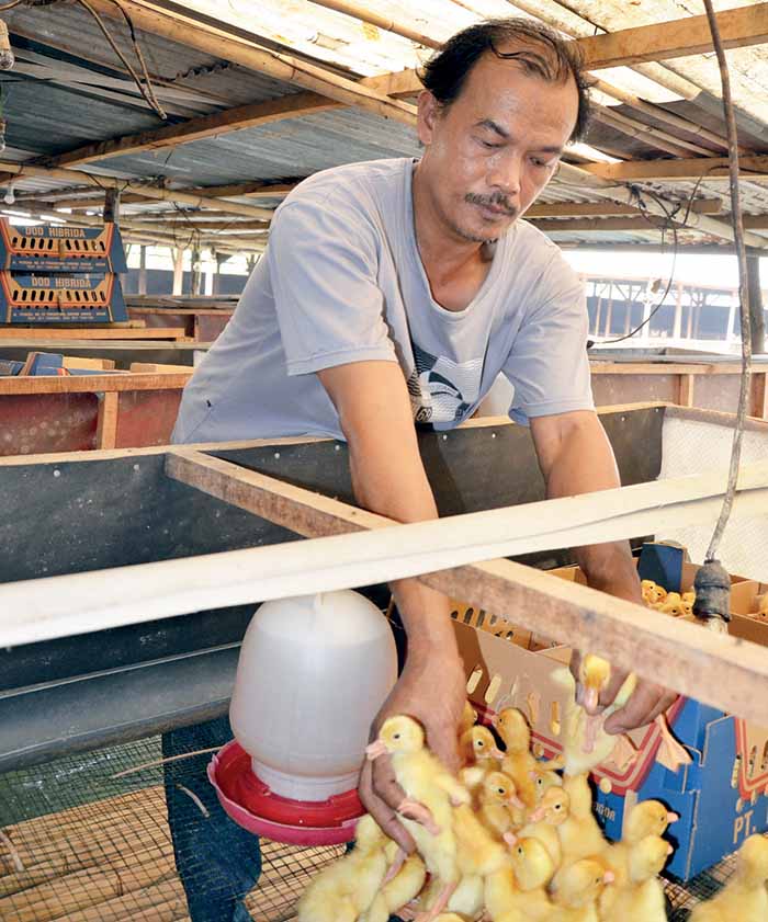 Peluang Besar Gemukkan Itik - Trubus