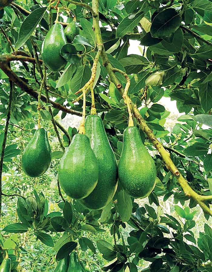 Avokad Lezat Asal Singkawang - Trubus