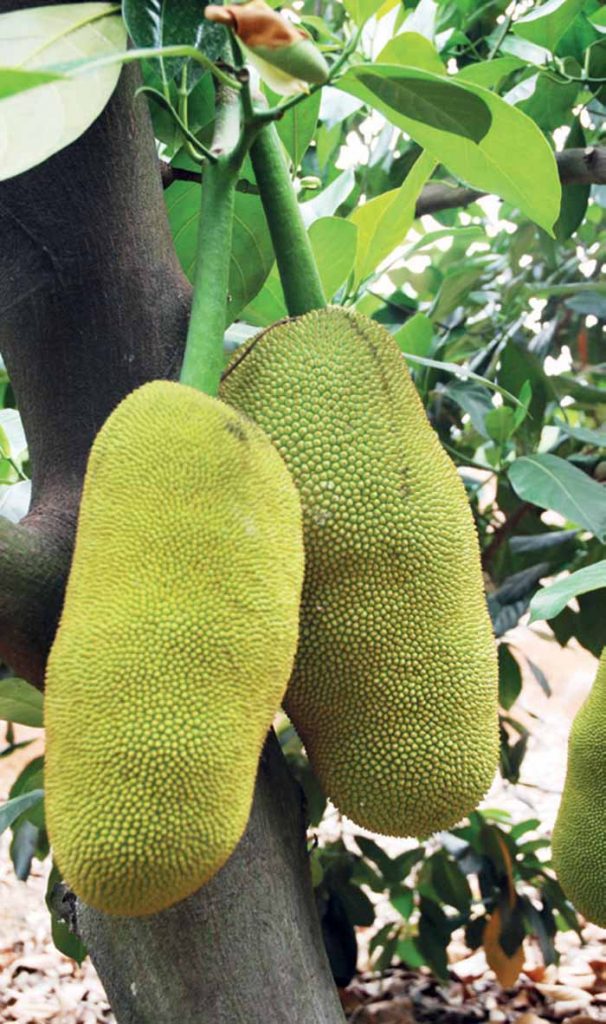 Cempedak Raja Istimewa - Trubus