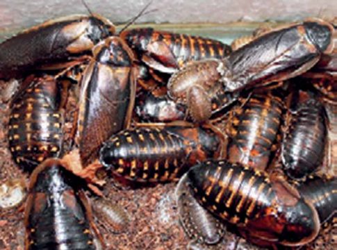 Ceremende Santapan Ayam - Trubus