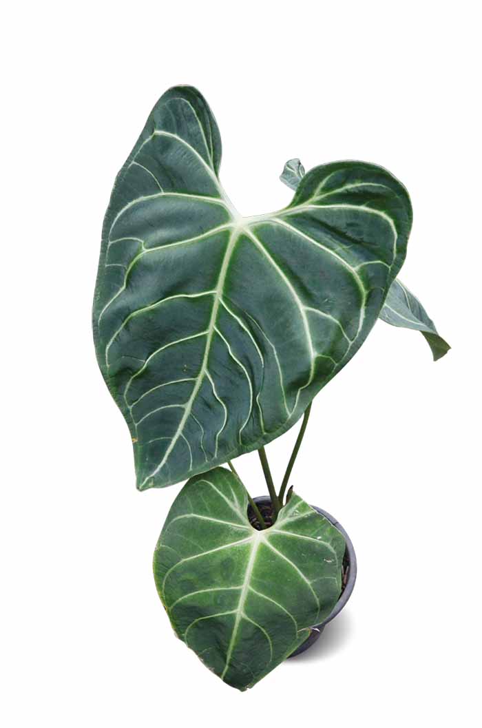 Potensi Pasar Besar - Trubus