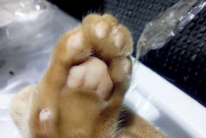 Gaya Kucing Felis Tampil Necis - Trubus