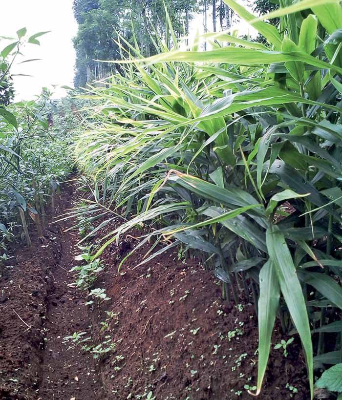 Pasar Memburu Jahe - Trubus