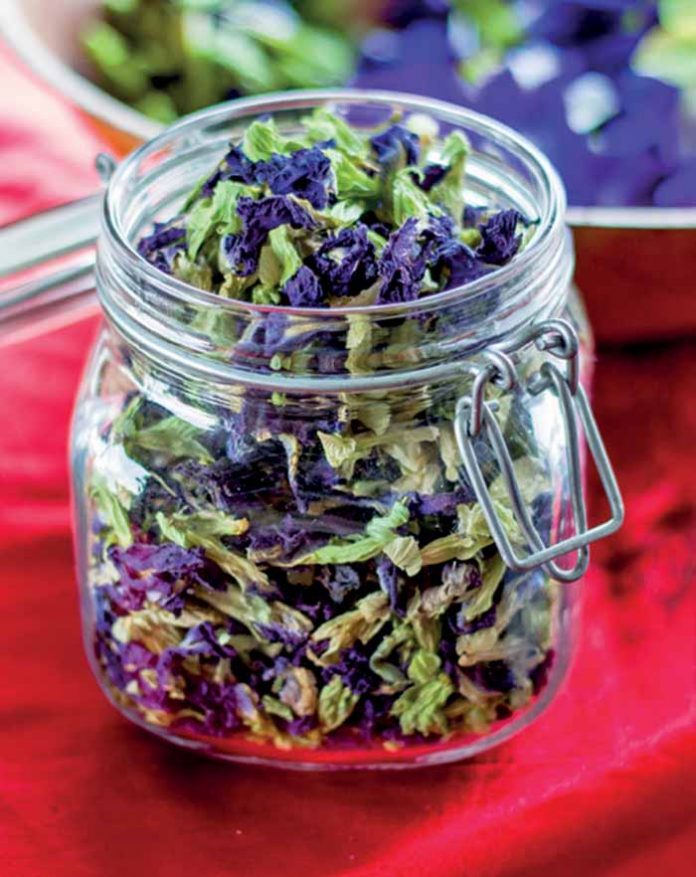 Prospek Ekspor Bunga Telang Kering - Trubus