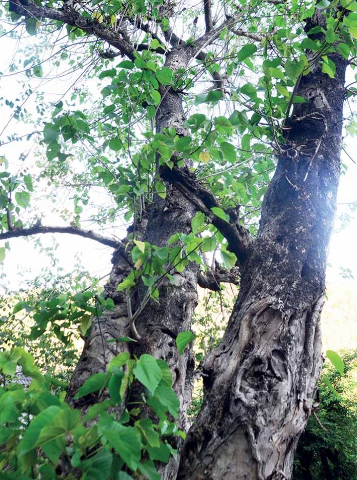 Menolak Timoho Punah - Trubus