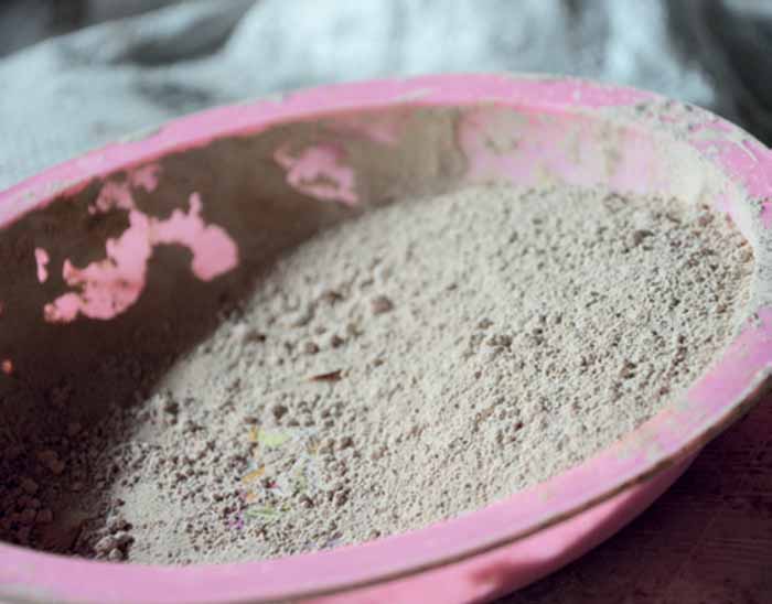 Sapi Gama : Dua Tahun 500 kg - Trubus