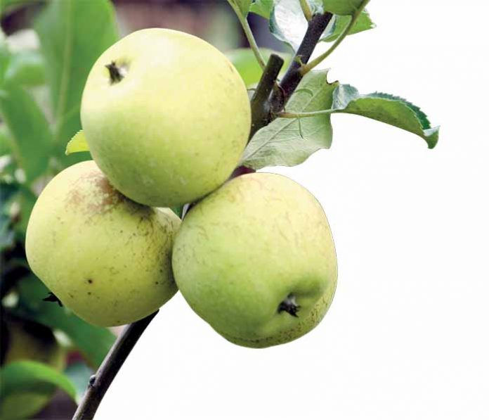 Panen Apel di Bali - Trubus