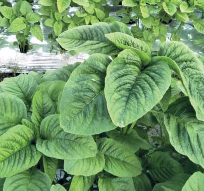 Bayam Baru Genjah - Trubus