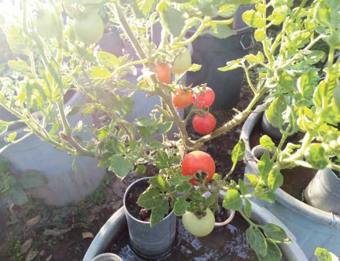 Panen Tomat di Budikdamber - Trubus