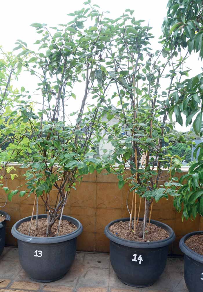 Panen Pir Pot - Trubus