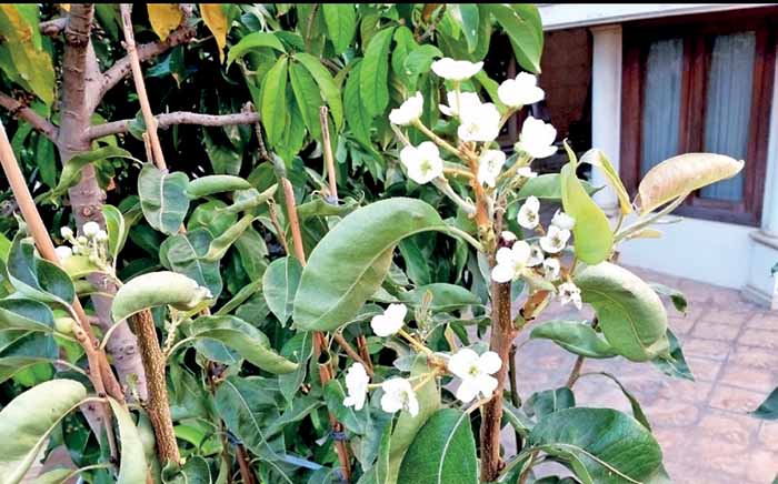 Panen Pir Pot - Trubus