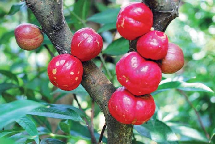 Potensi Daun Ubi Jalar Ungu dan Buah Mahkota Dewa Jinakkan Kolesterol ...