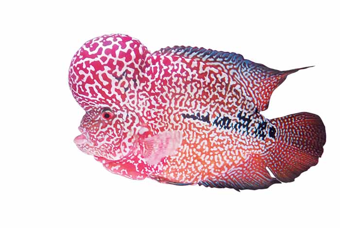 Louhan Bongsor Beradu Elok - Trubus