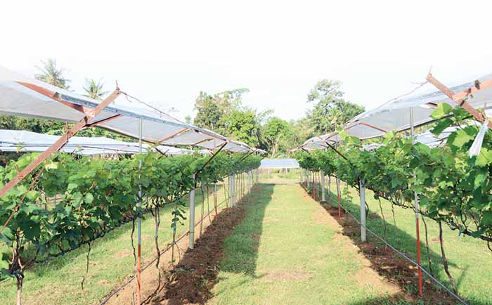 Plus Minus Ajir Anggur - Trubus