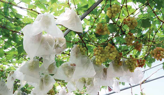 Plus Minus Ajir Anggur - Trubus