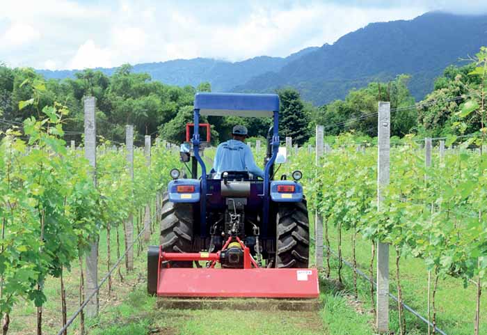 Plus Minus Ajir Anggur - Trubus