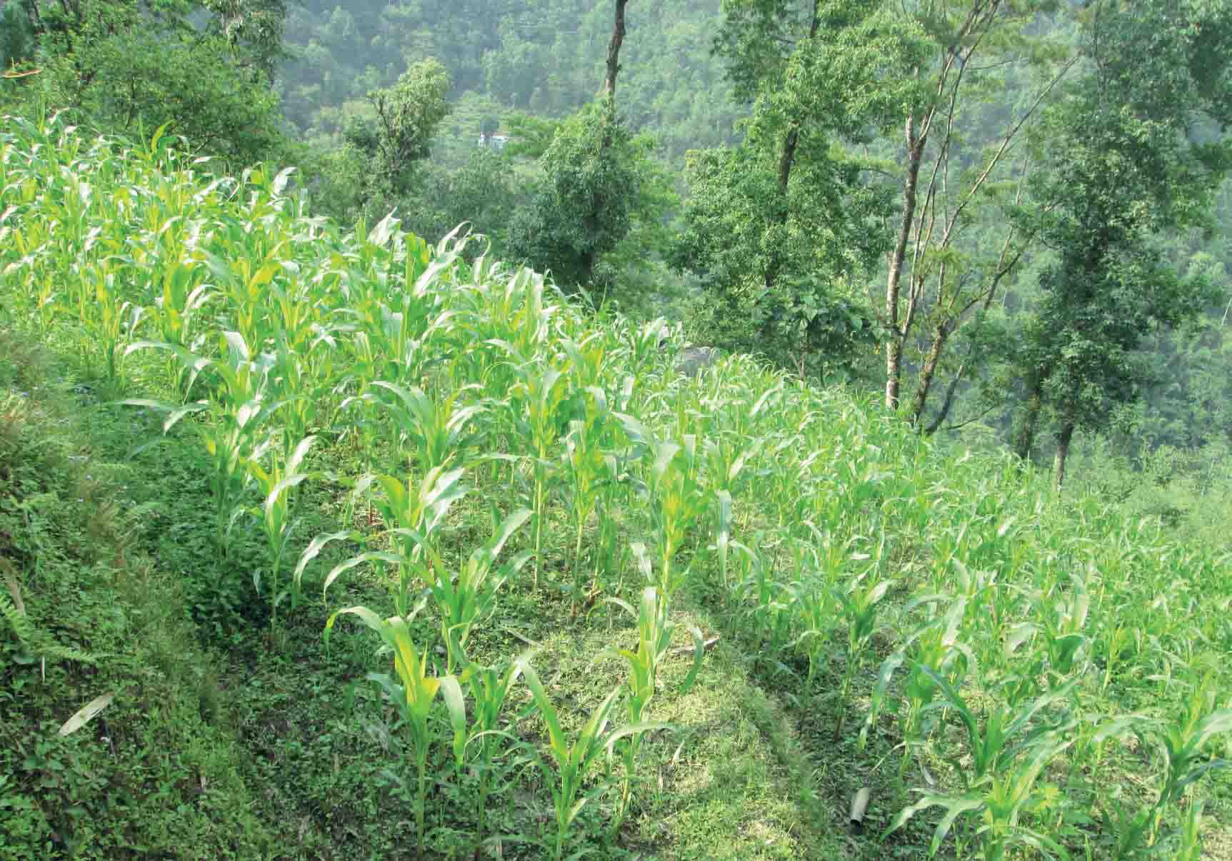 Sikkim 100% Organik - Trubus