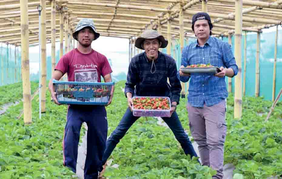 Greenhouse, Solusi Panen Stroberi Sepanjang Musim - Trubus