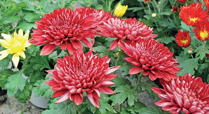 Tersebab Urine, Suburlah Seruni - Trubus