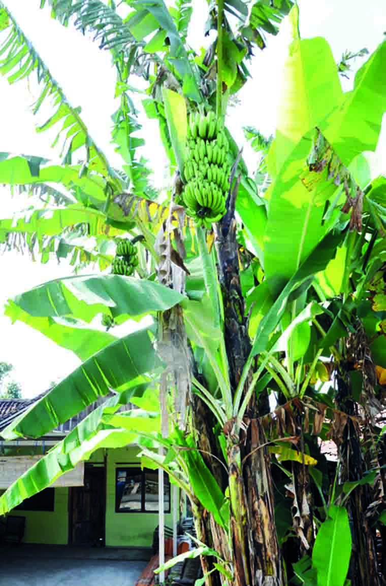 Panen Pisang Bermutu - Trubus