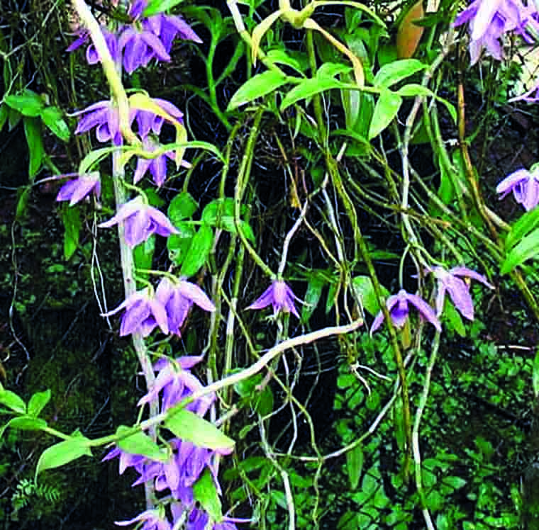 Elok Rupa, Harum Pula - Trubus