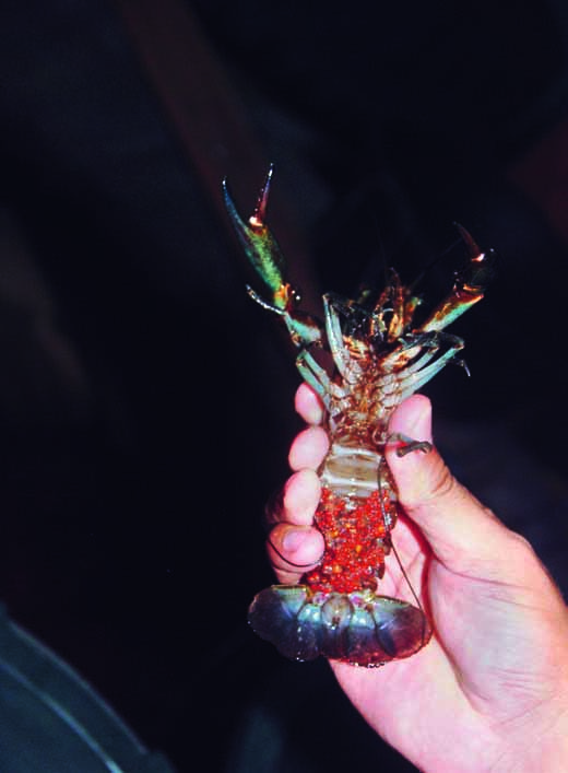 Jutaan Rupiah dari Capit Merah - Trubus