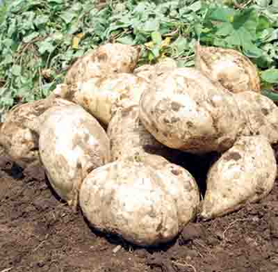 Untung Besar Ubi Jalar - Trubus