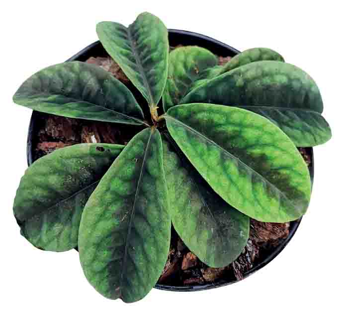 Terpesona Rupa Labisia - Trubus