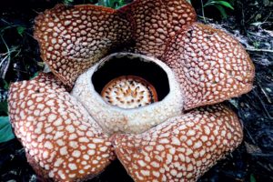 Bunga Bangkai dan Rafflesia arnoldi, Serupa Tapi Tak Sama - Trubus